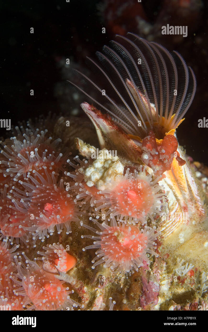 Giant Acorn Barnacle (Balanus nubilus) covered with Strawberry Anemones ...
