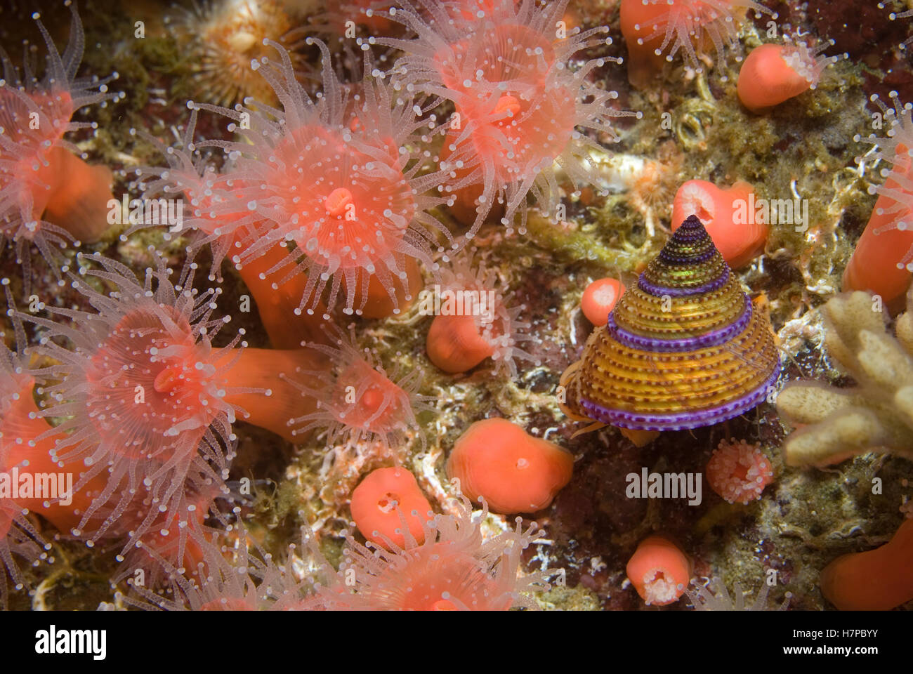 Purple-ring Top Snail (Calliostoma annulatum) attacking Strawberry ...