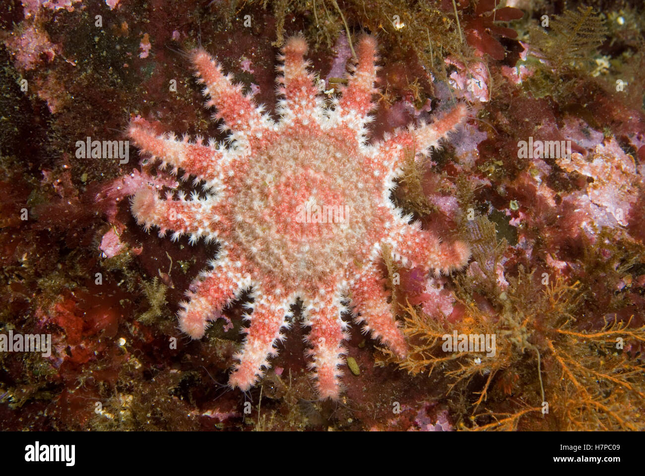 Common Sun Star (Crossaster papposus) which has many variations of ...
