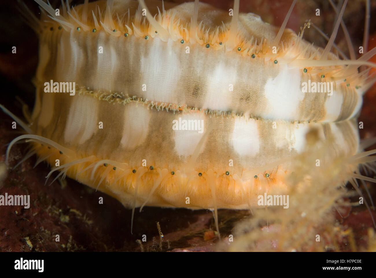 Spiny Scallop (Chlamys hastata) swimming with multiple eyes visible ...