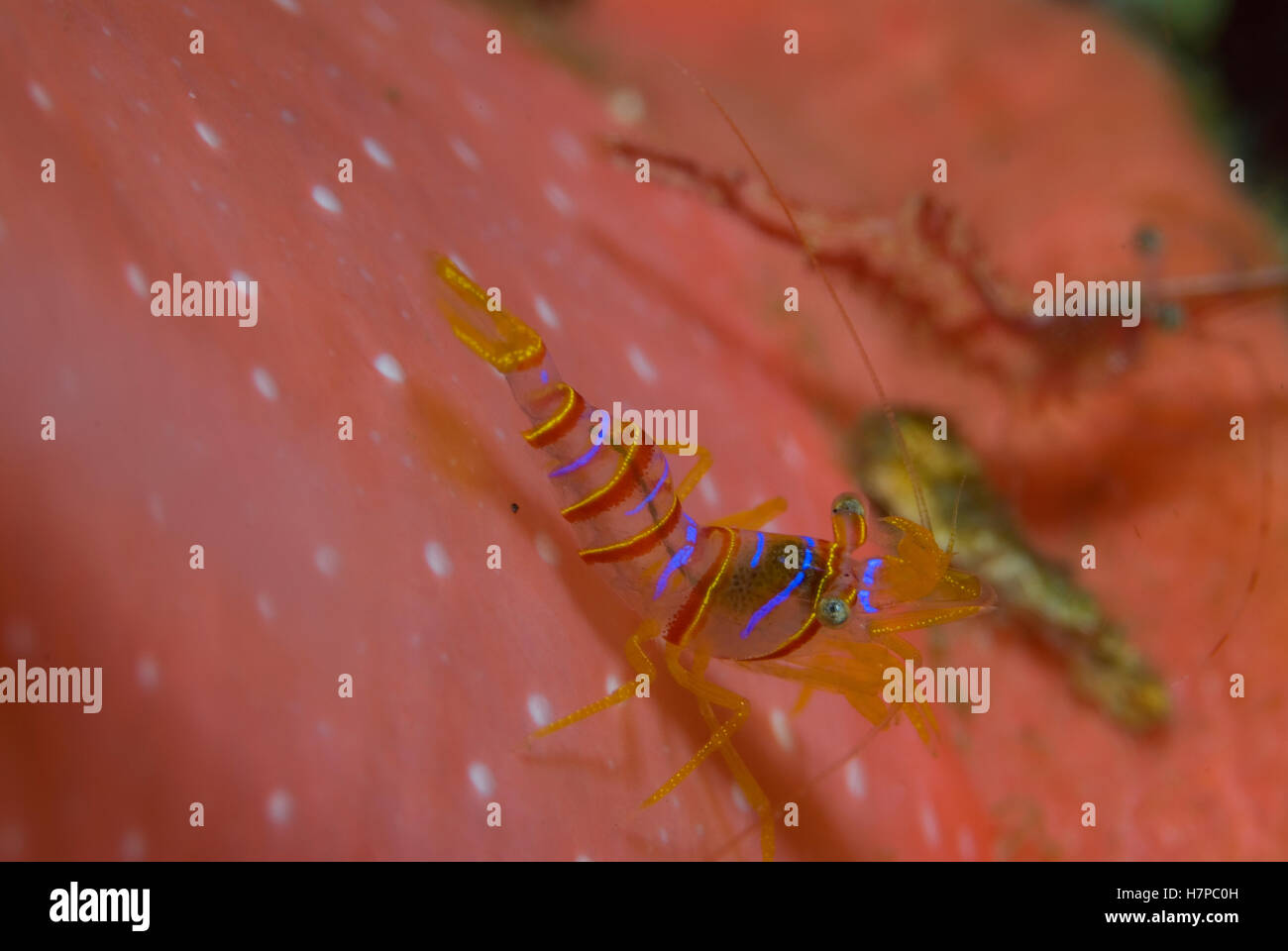 Clown Shrimp (Lebbeus grandimanus) among stinging tentacles of Fernald ...