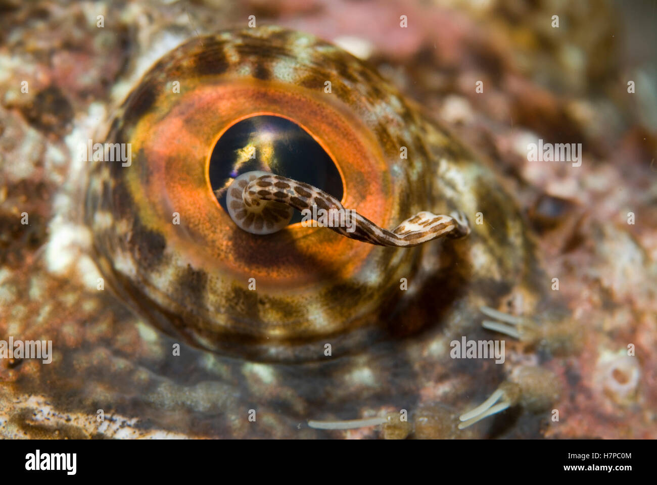 Leech (Notostomobdella cyclostoma) on the eye of a Lingcod (Ophiodon ...