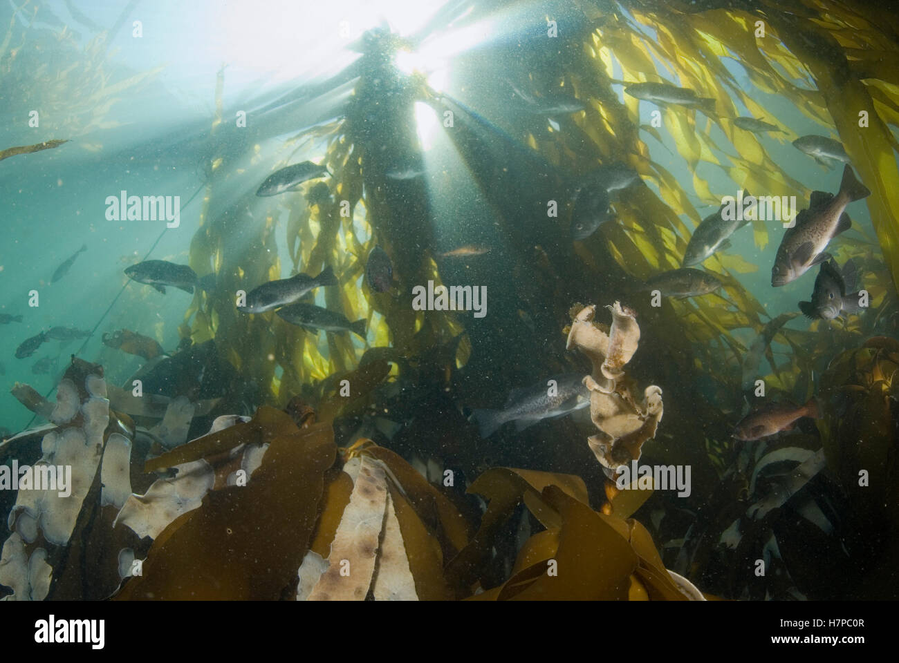 Blue Rockfish (Sebastes mystinus) school under Bull Kelp (Nereocystis ...