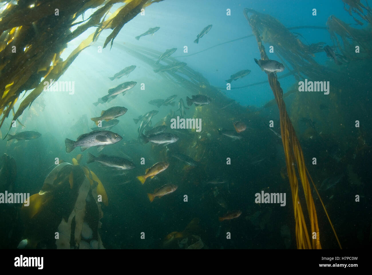 Blue Rockfish (Sebastes mystinus) school under Bull Kelp (Nereocystis ...