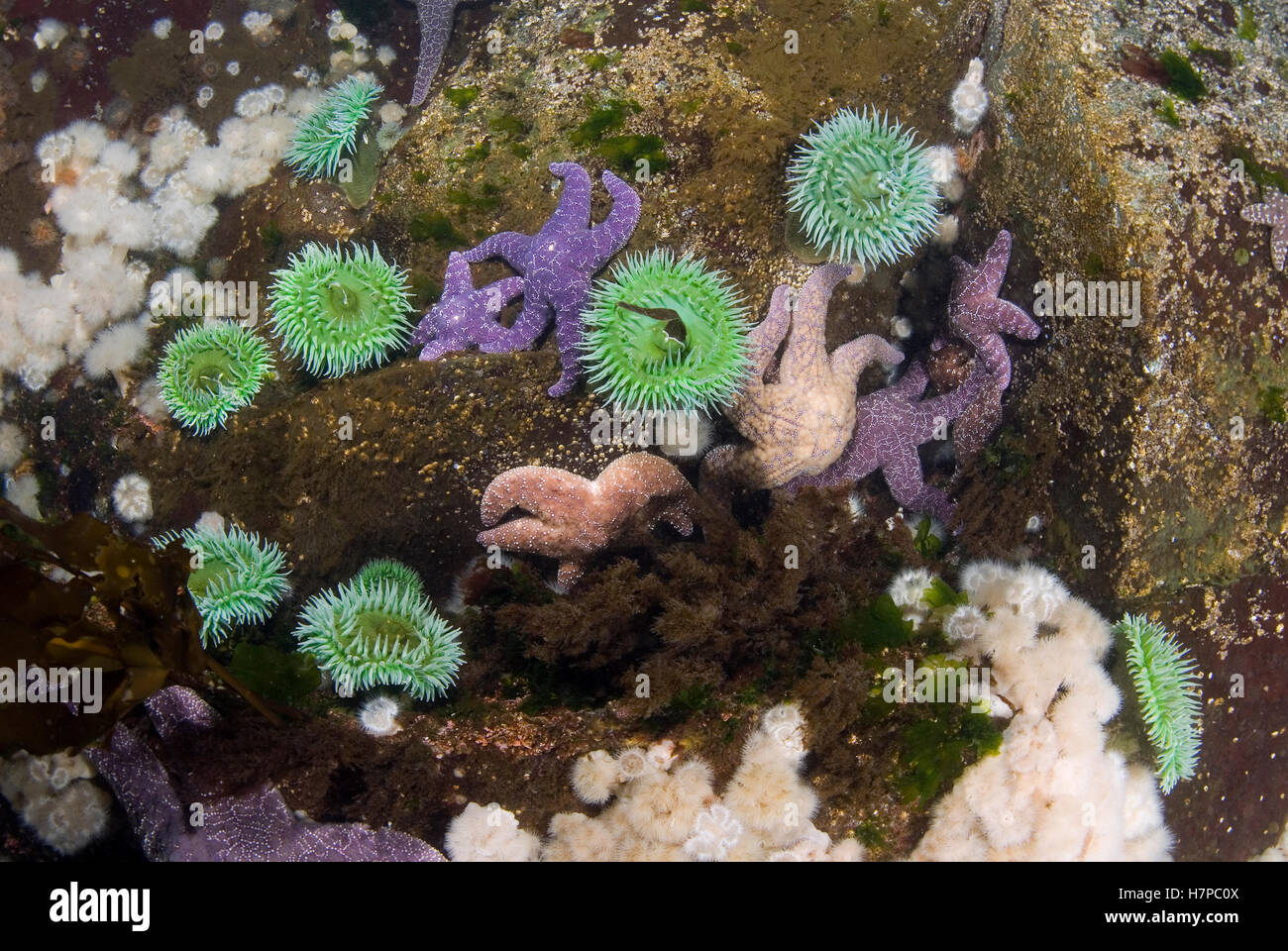Frilled Sea Anemone (Metridium senile) group, Giant Green Sea Anemones ...