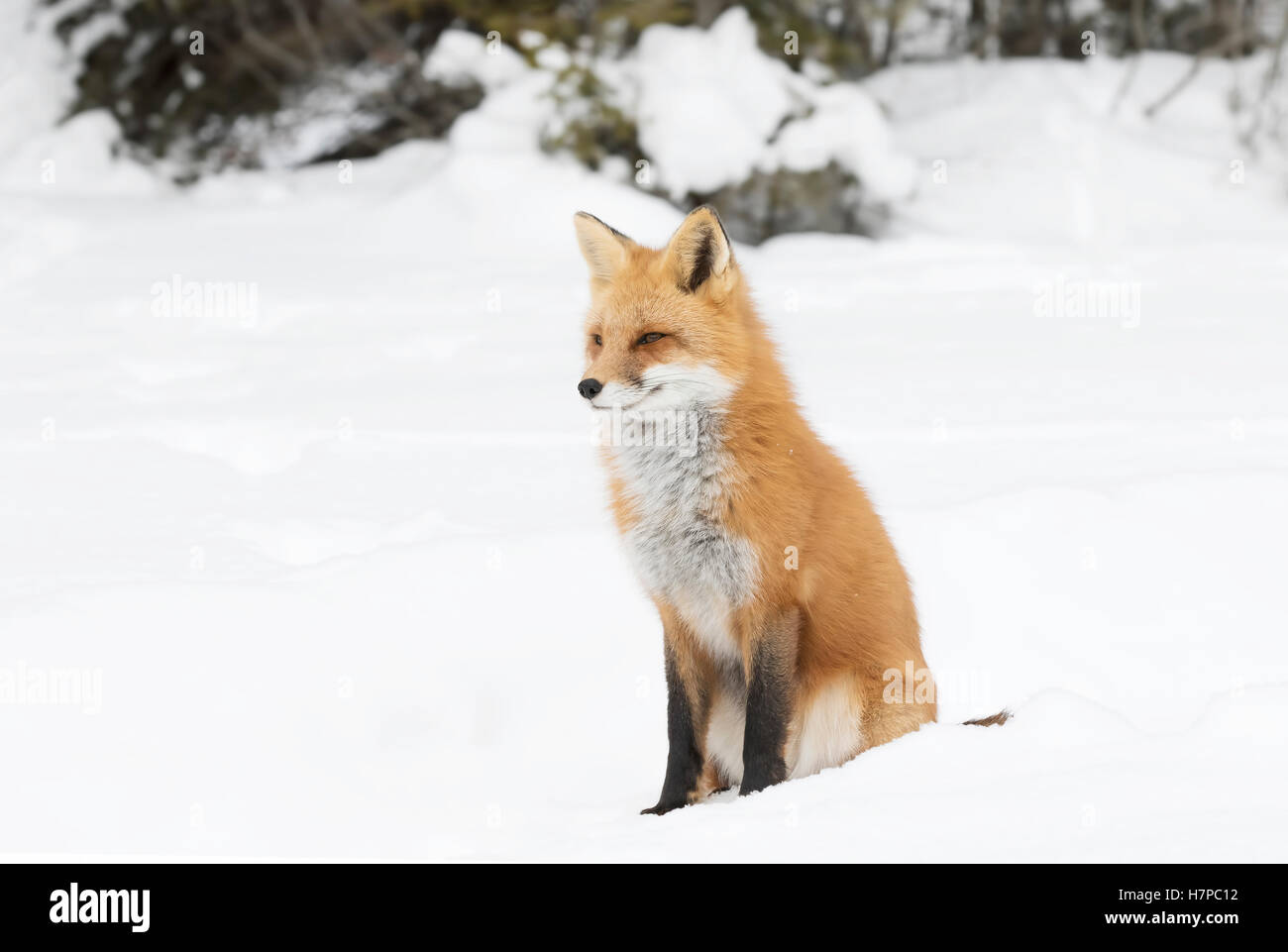 Red fox climbing hi-res stock photography and images - Alamy