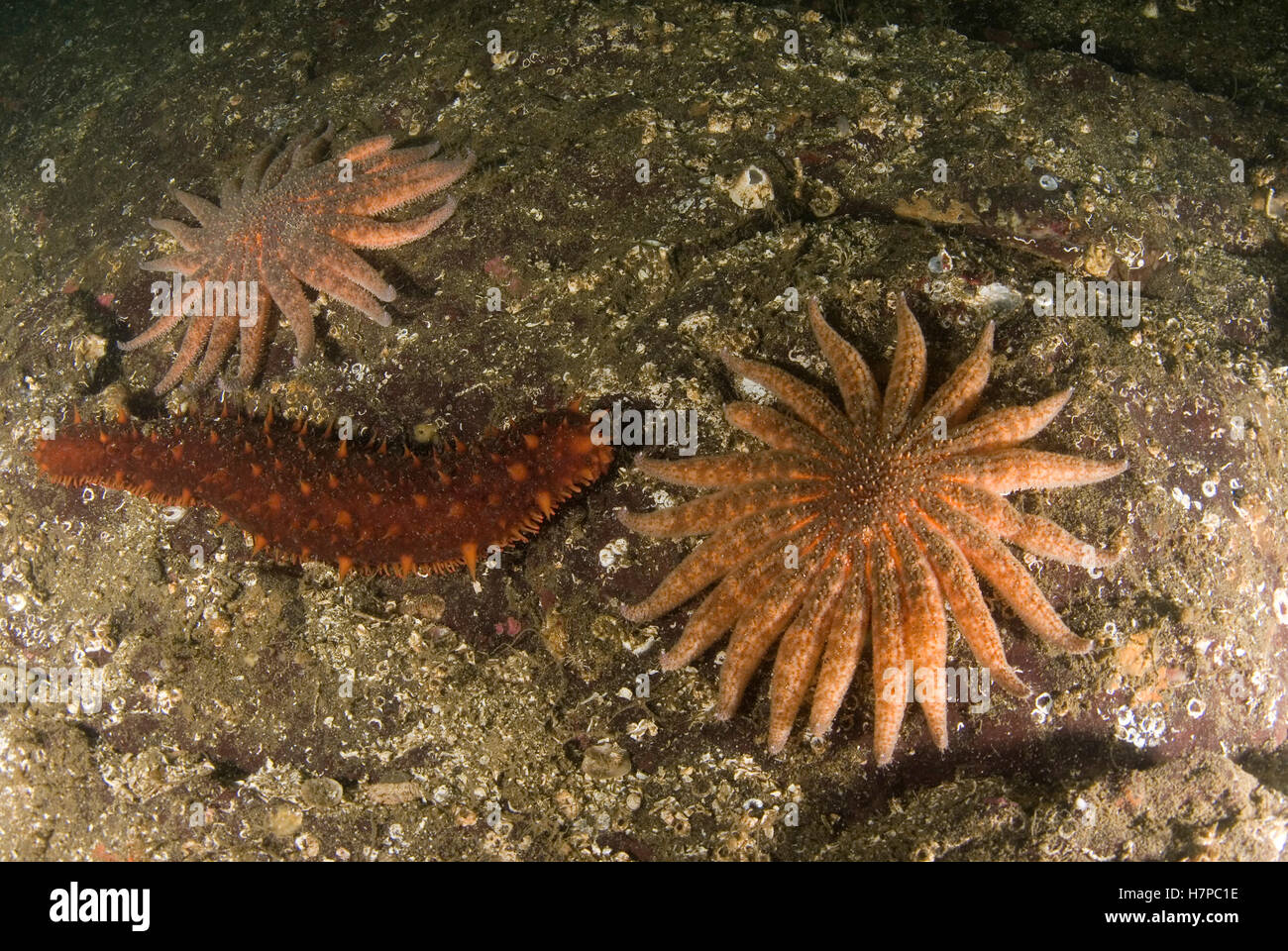 Sea Cucumber exhibits escape response when threatened by arms of ...