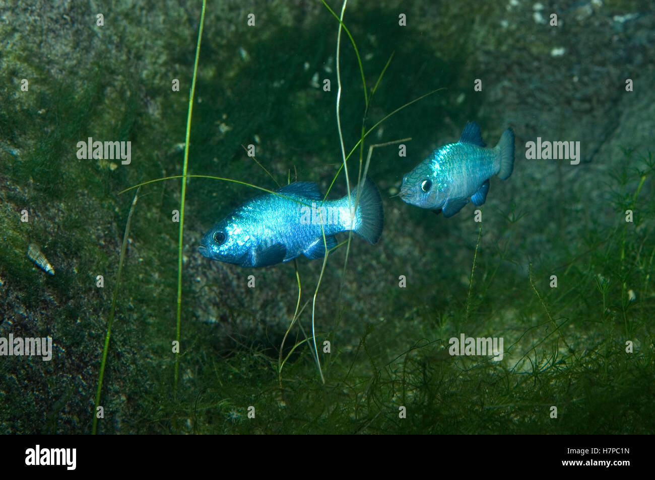 Desert Pupfish (Cyprinodon macularius) pair, Arizona-Sonora Desert ...