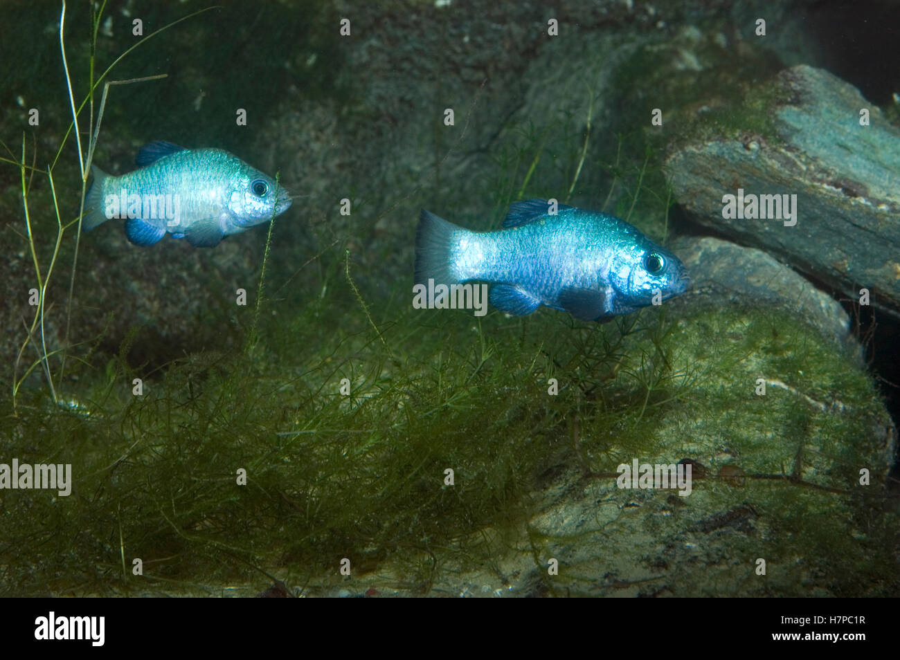 Desert Pupfish (Cyprinodon macularius) pair, Arizona-Sonora Desert ...