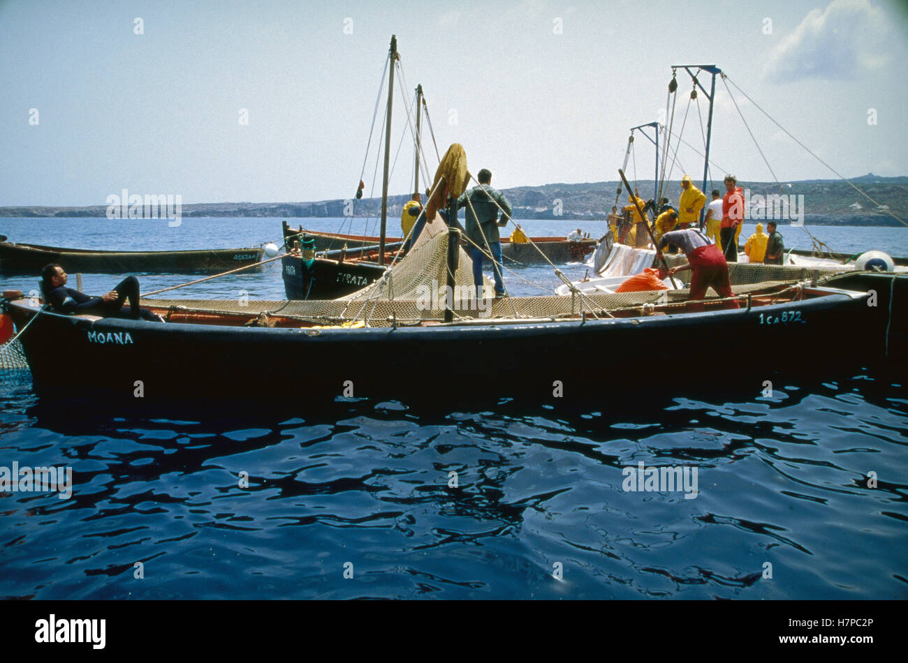 Atlantic Bluefin Tuna (Thunnus thynnus) mattanza, which is the annual ...