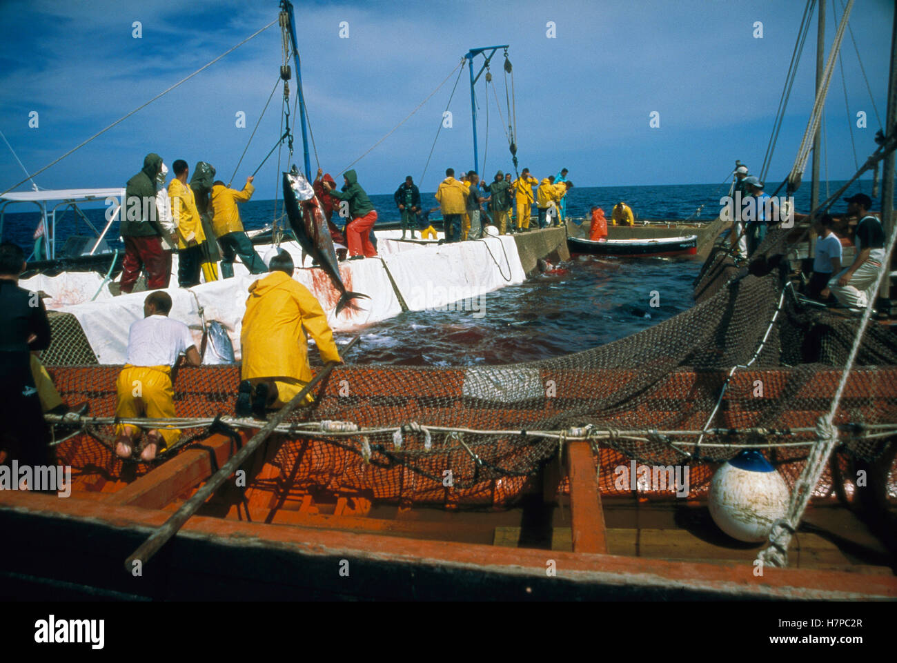 Atlantic Bluefin Tuna (Thunnus thynnus) pulled out of net with hook ...