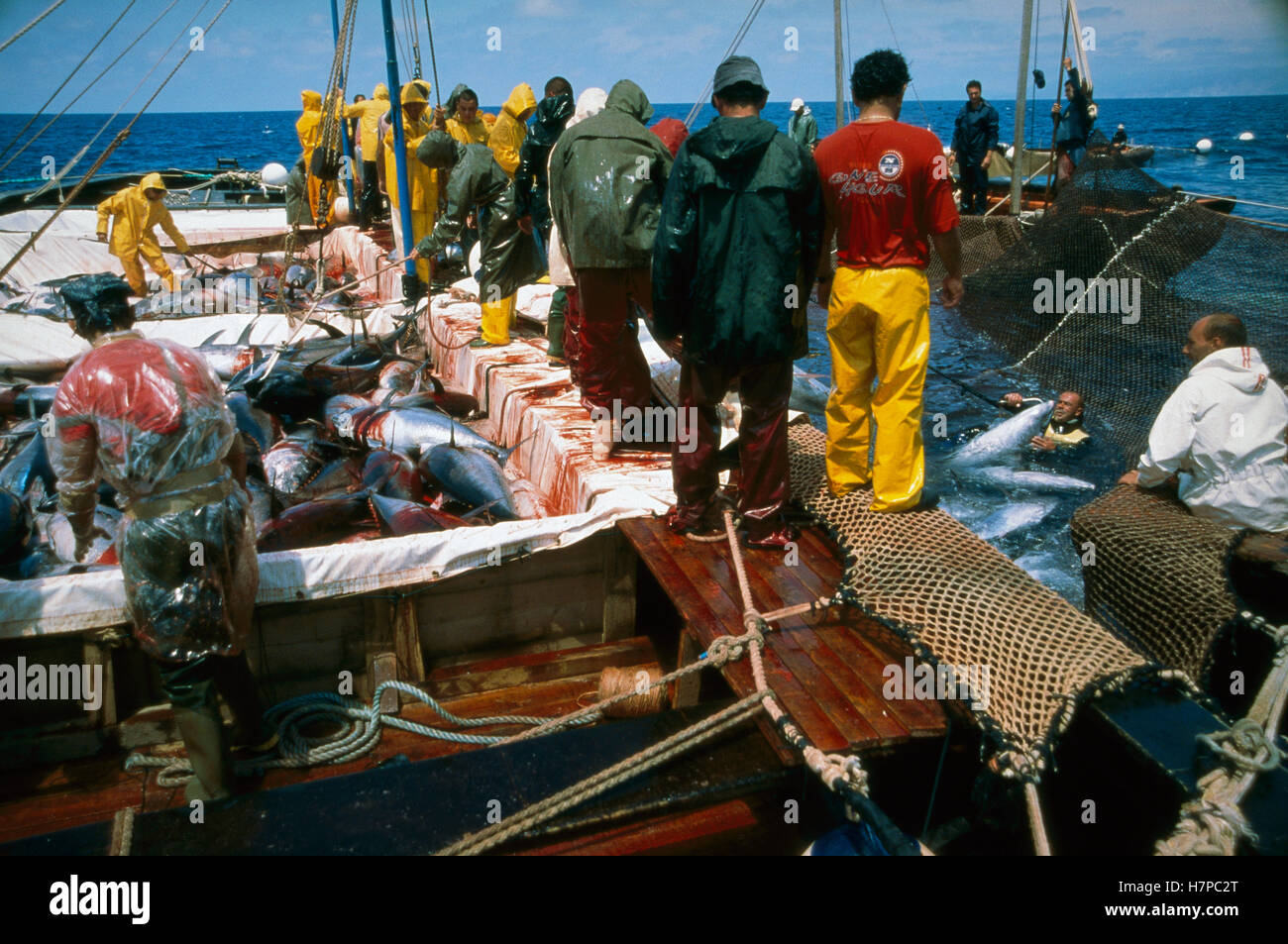 Atlantic Bluefin Tuna (Thunnus thynnus) pulled out of net with hook ...