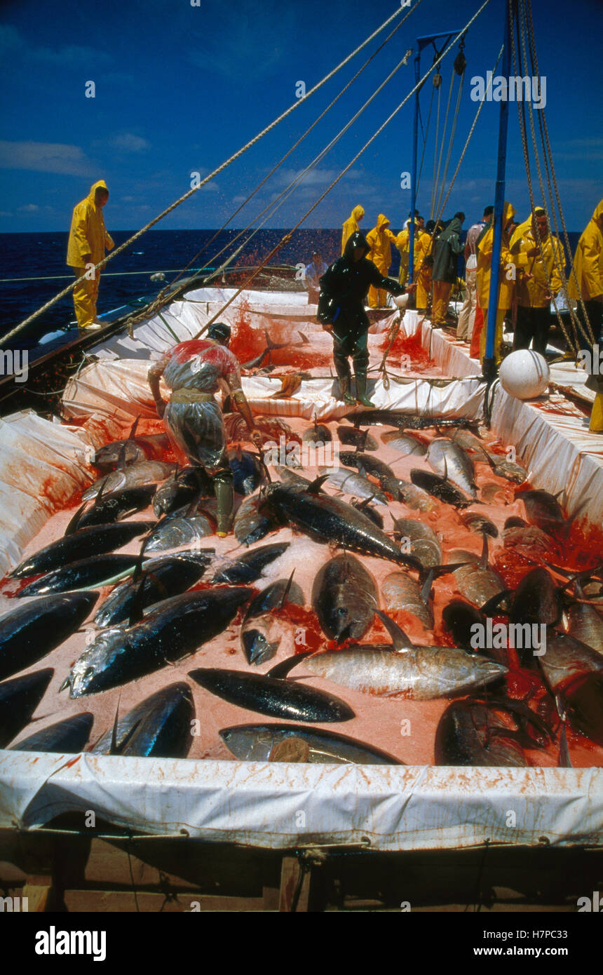 Atlantic Bluefin Tuna (Thunnus thynnus) getting blood vessels cut to ...