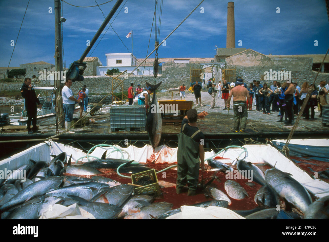 Atlantic Bluefin Tuna (Thunnus thynnus) are pulled out of net with hook ...