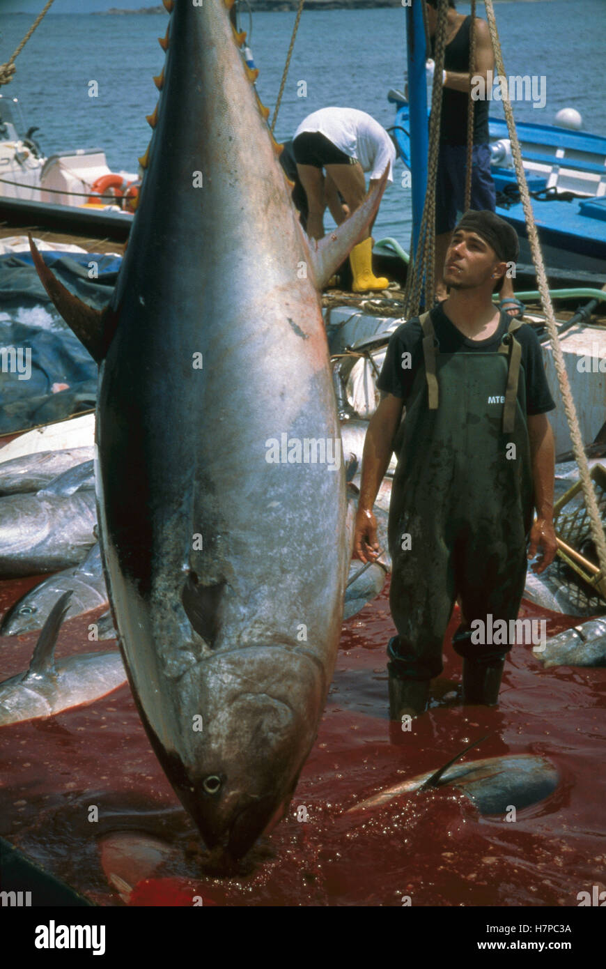 Atlantic Bluefin Tuna (Thunnus thynnus) pulled out of net with hook ...
