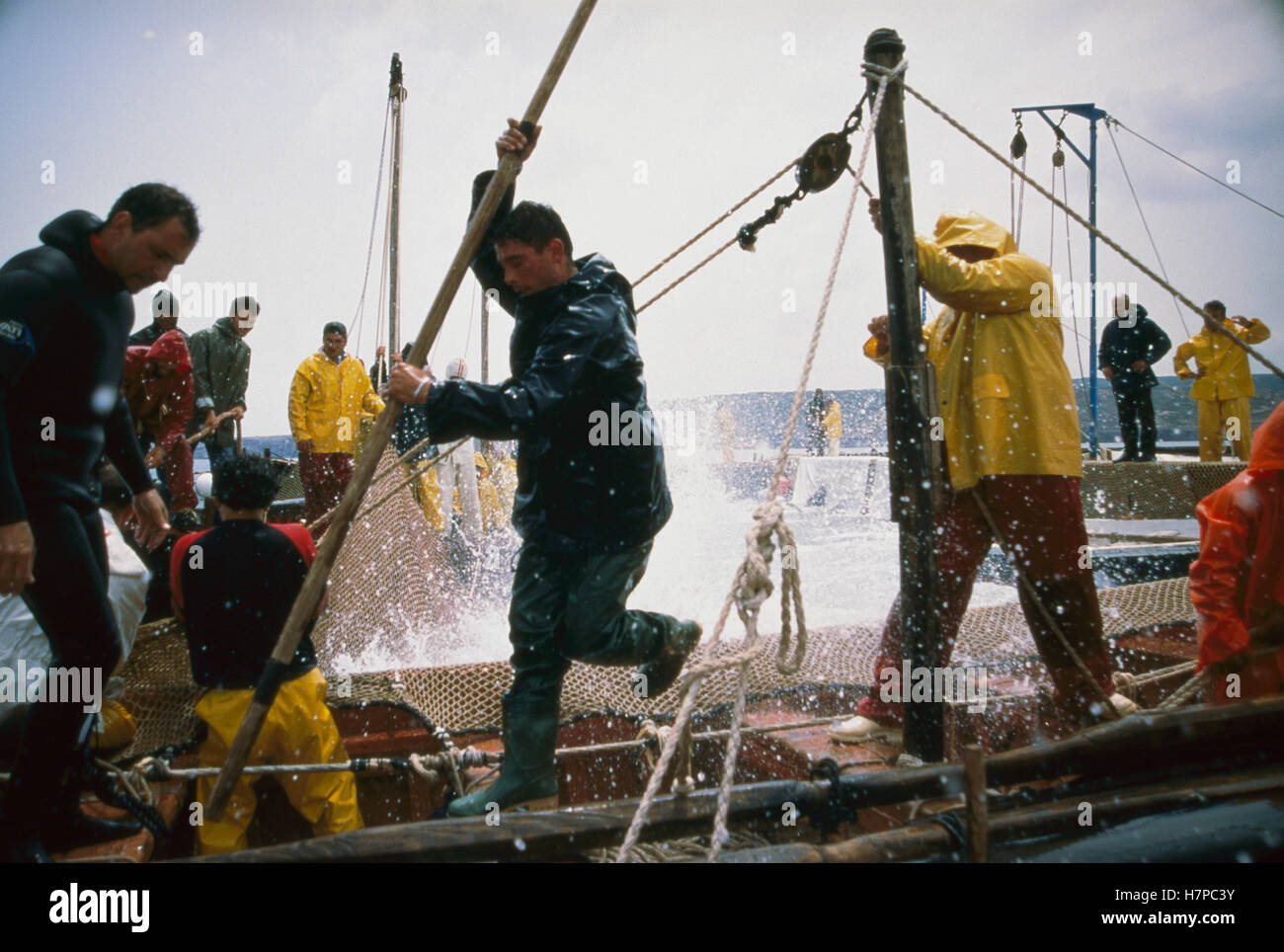 Atlantic Bluefin Tuna (Thunnus thynnus) mattanza, which is the annual ...