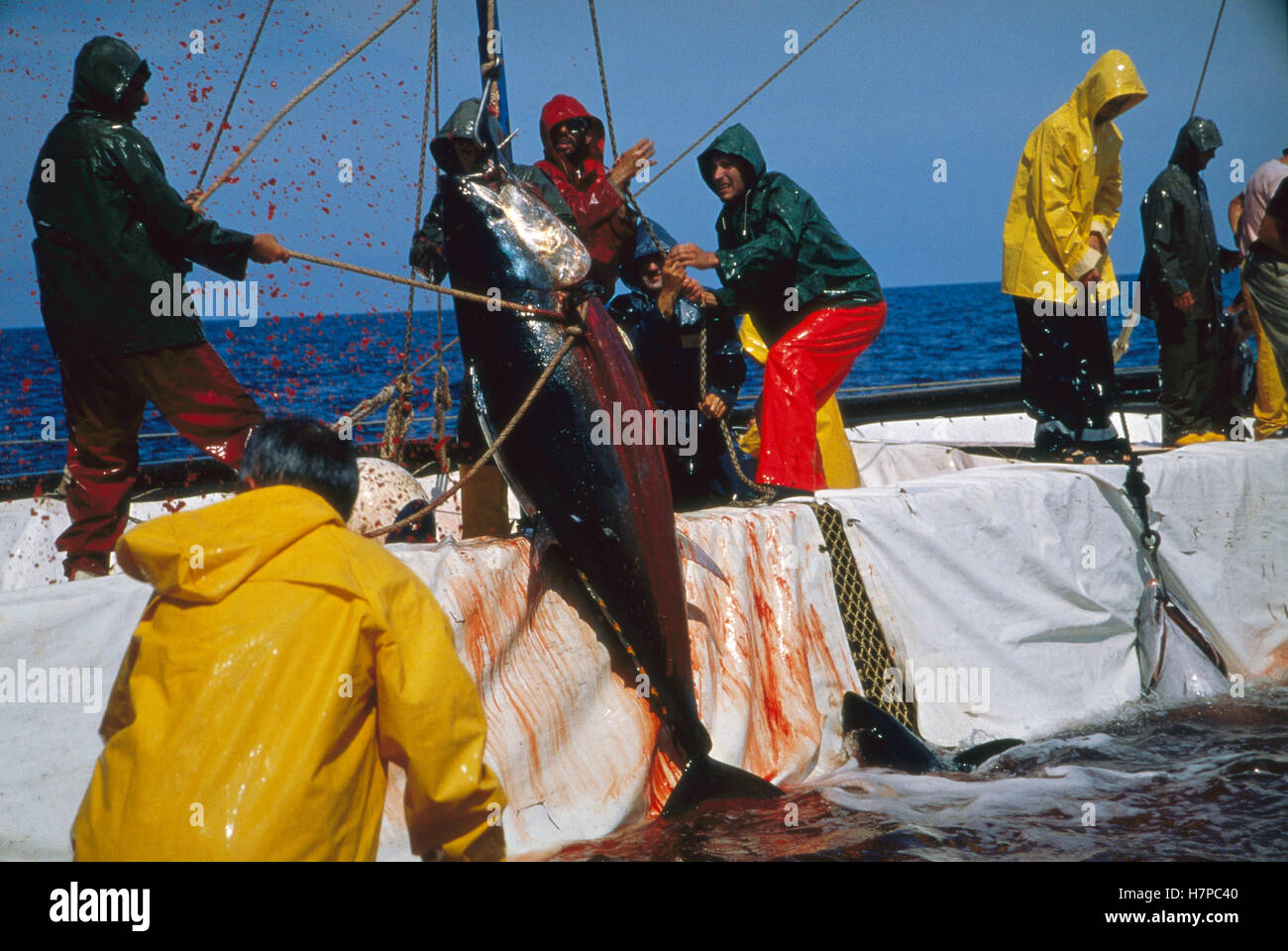 Atlantic Bluefin Tuna (Thunnus thynnus) pulled out of net with hook ...