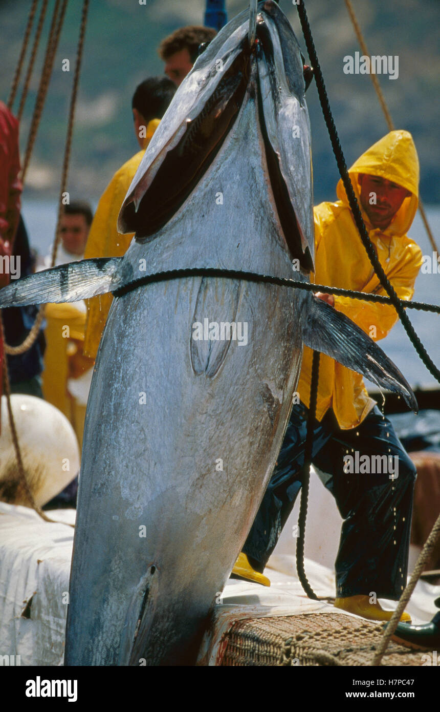 Atlantic Bluefin Tuna (Thunnus thynnus) pulled out of net with hook ...