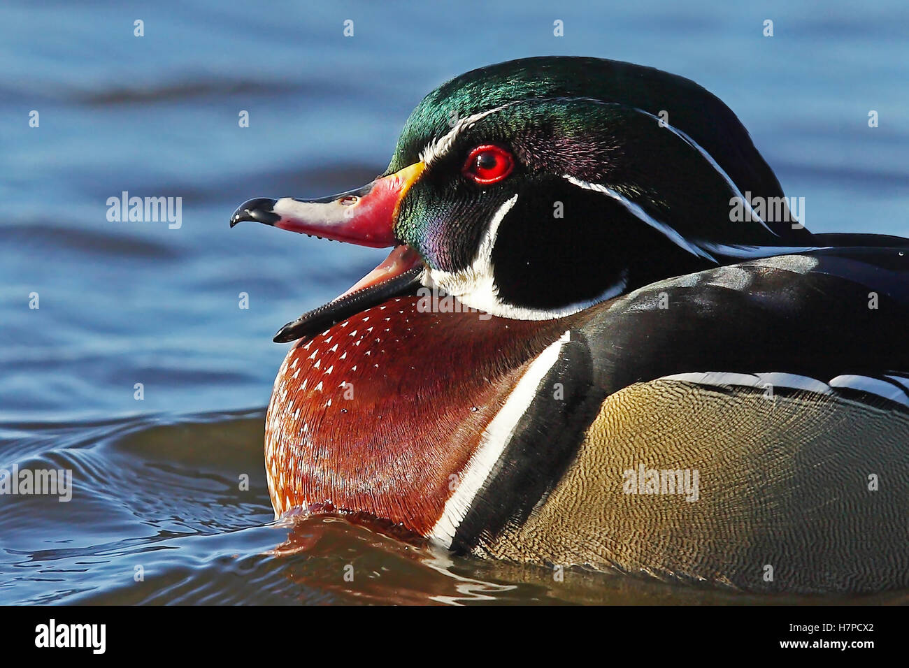Wood duck hi-res stock photography and images - Alamy