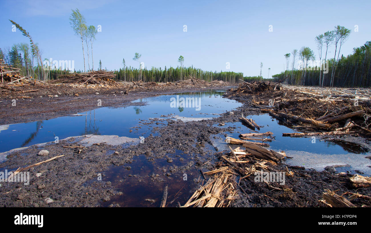 Saskatchewan Canada forest that has been cleared by logging Stock Photo ... Saskatchewan Canada forest that has been cleared by logging Stock Photo ...
