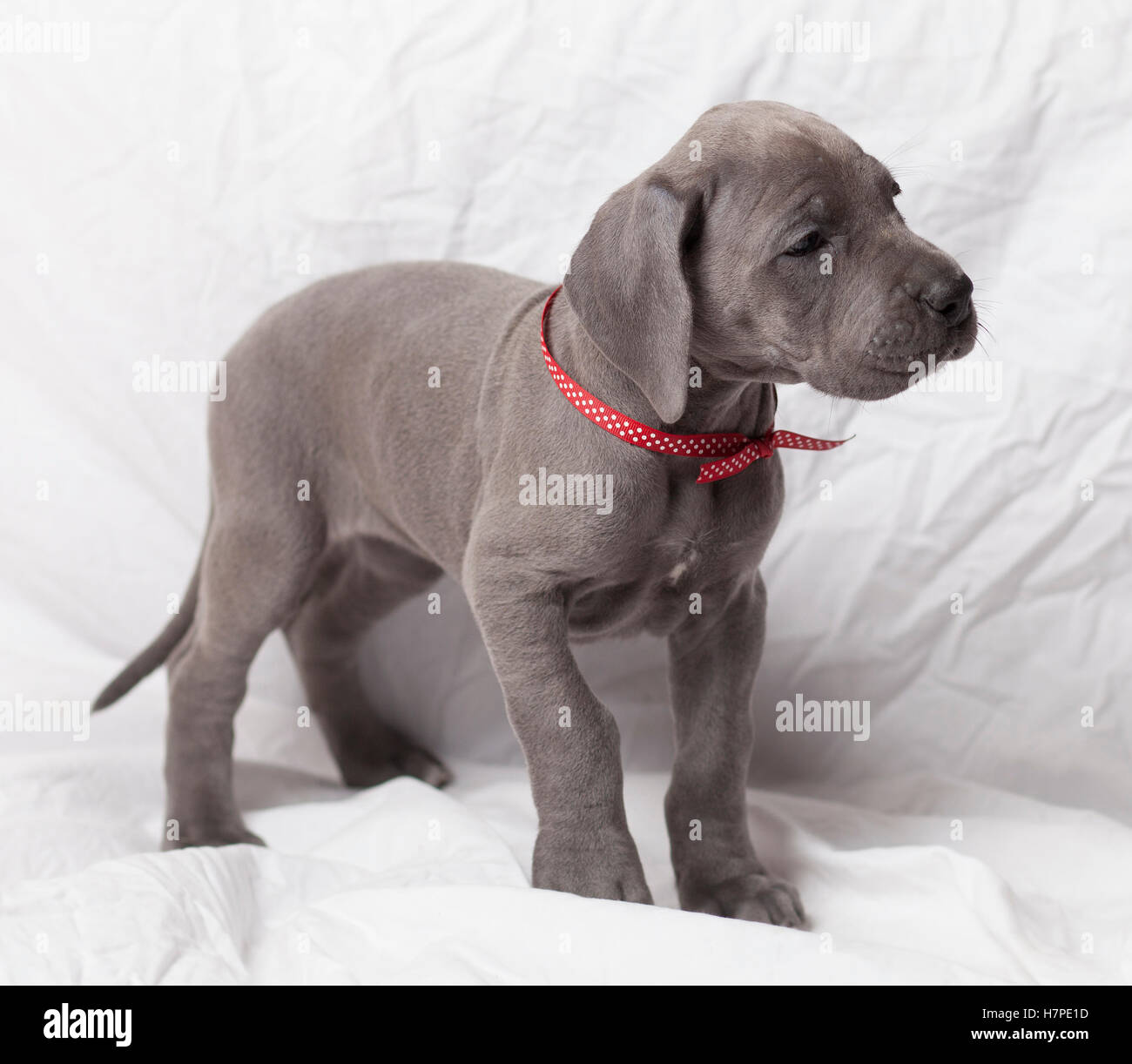 Purebred Great Dane puppy with a gray coat on a white background Stock ...