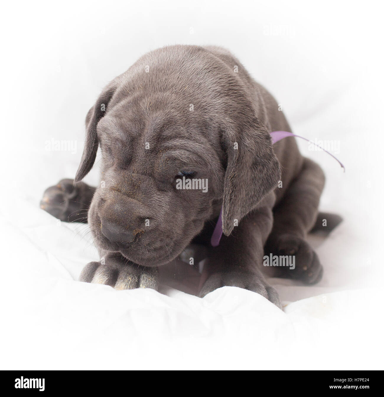 Purebred Great Dane puppy that looks mad being woken up Stock Photo - Alamy