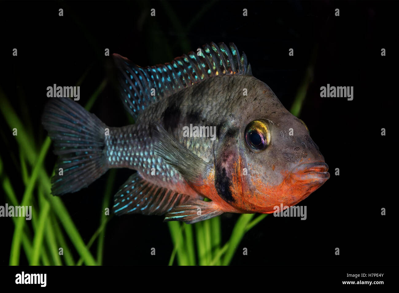 Portrait of freshwater cichlid fish (Thorichthys meeki) in aquarium ...
