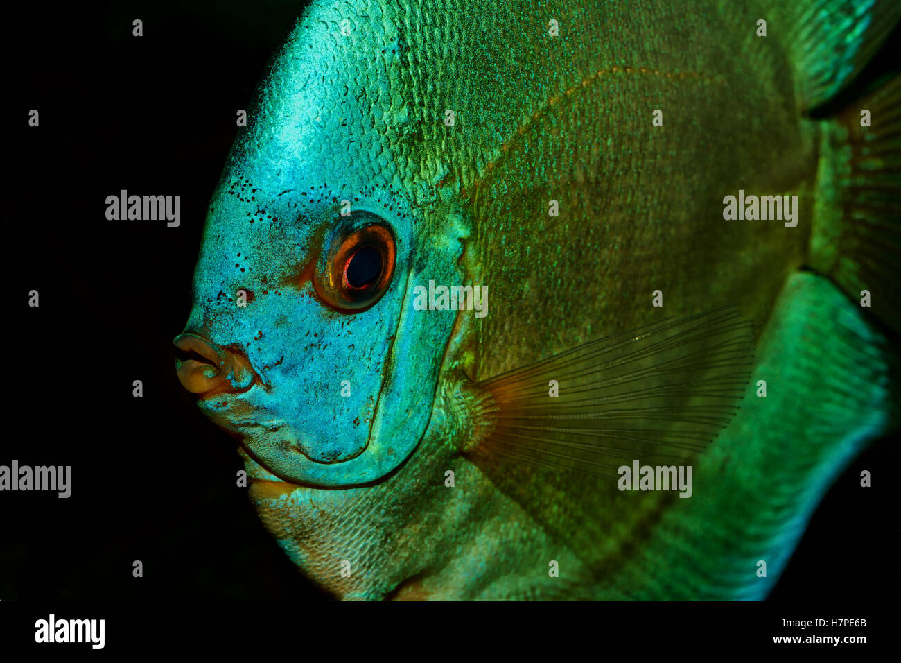 Beautiful portrait of blue discus fish on a black background Stock ...