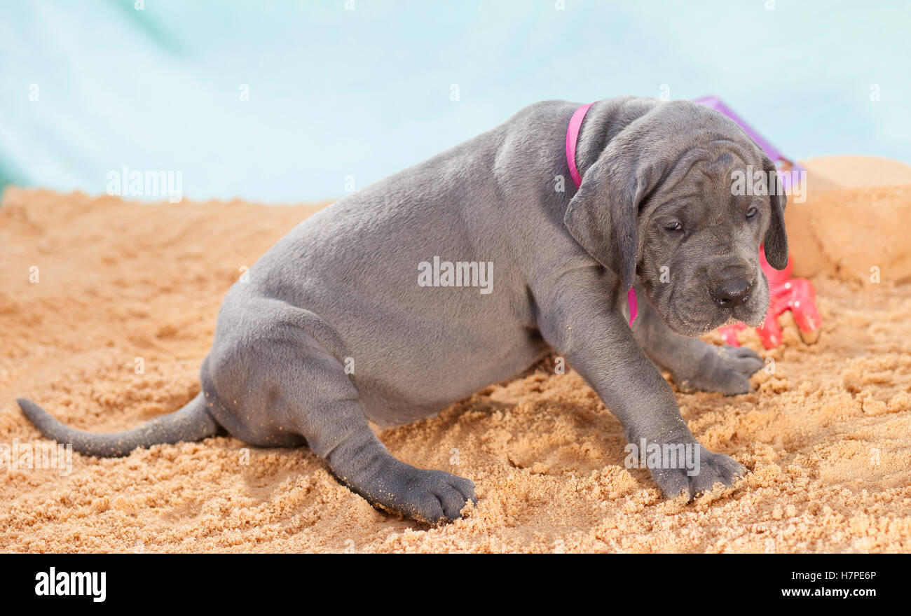 Purebred grey Great Dane puppy that looks uncomfortable on the sand ...