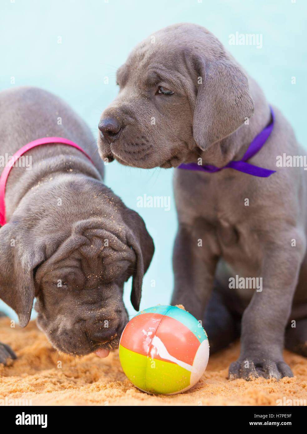 Two grey Great Dane purebred puppies with a ball on sand Stock Photo ...