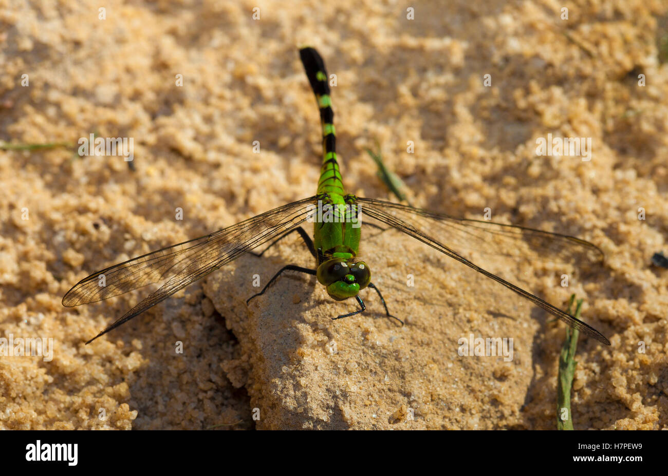 Green dragonfly that has landed on some sand Stock Photo - Alamy