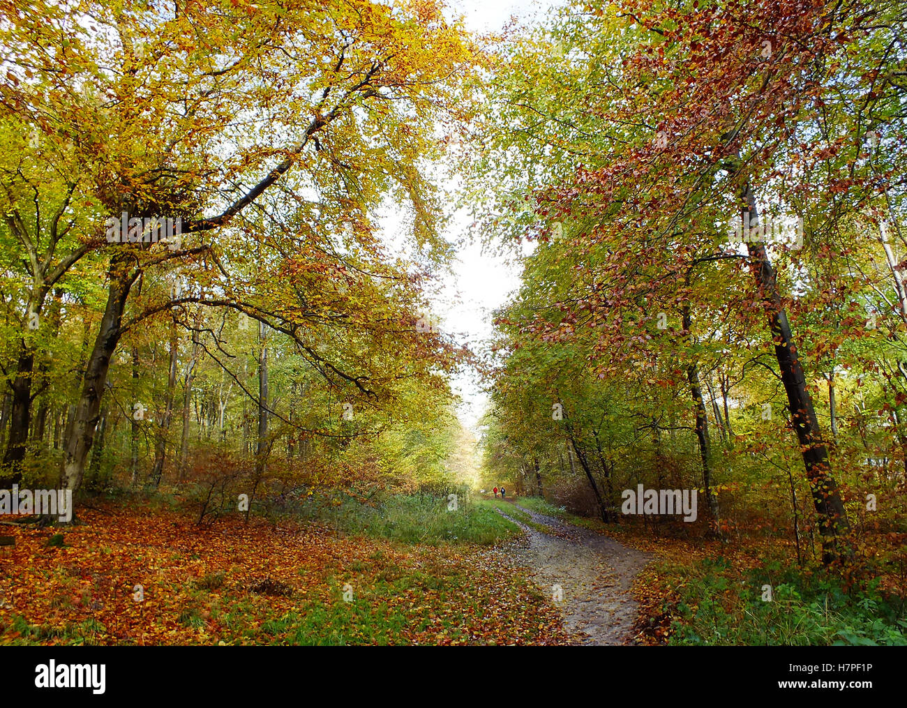 Autumn woodland walk scene Stock Photo - Alamy