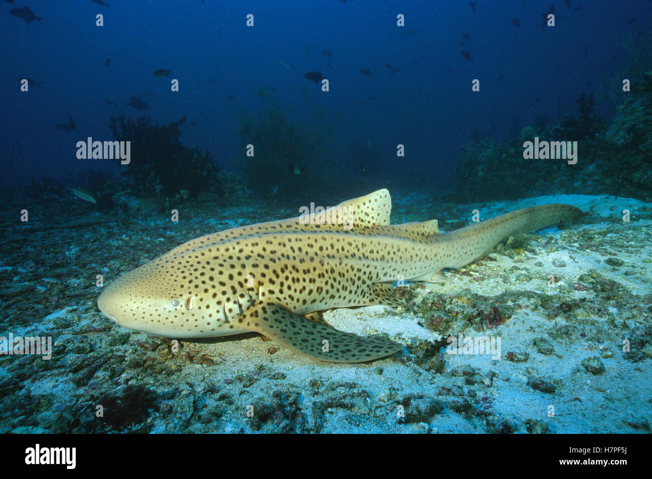 Zebra Shark (Stegostoma fasciatum), Andaman Sea, Thailand Stock Photo ...