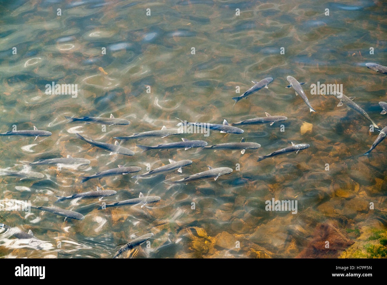 Wet fishes hi-res stock photography and images - Alamy