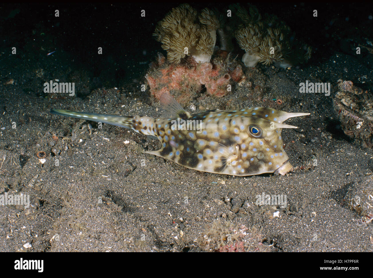 Horned Boxfish (Lactoria cornuta) on ocean floor, Lembeh Strait ...