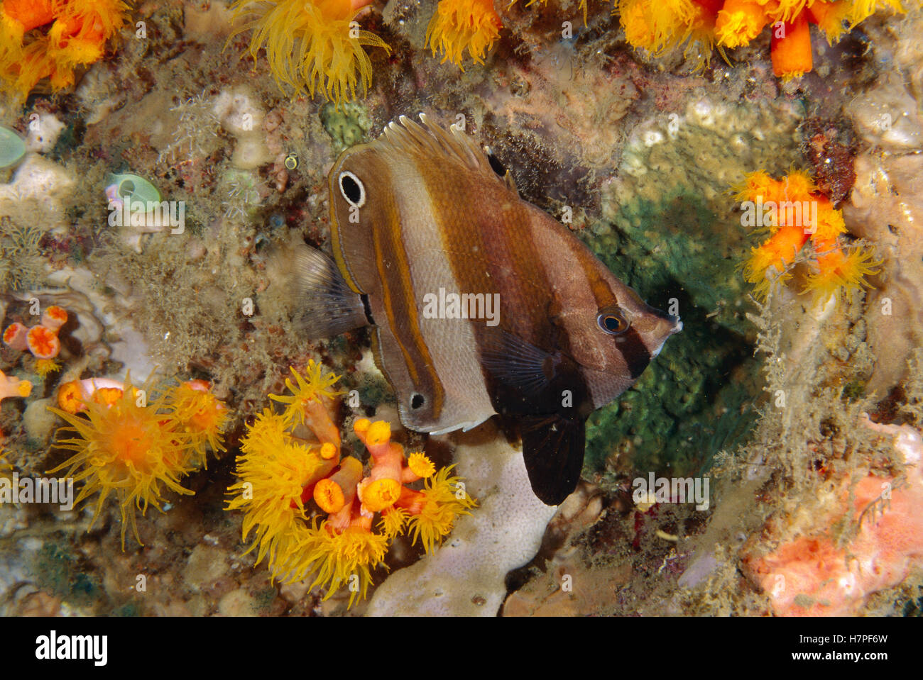 Two-eyed Coralfish (Coradion melanopus) nocturnal coloration showing ...