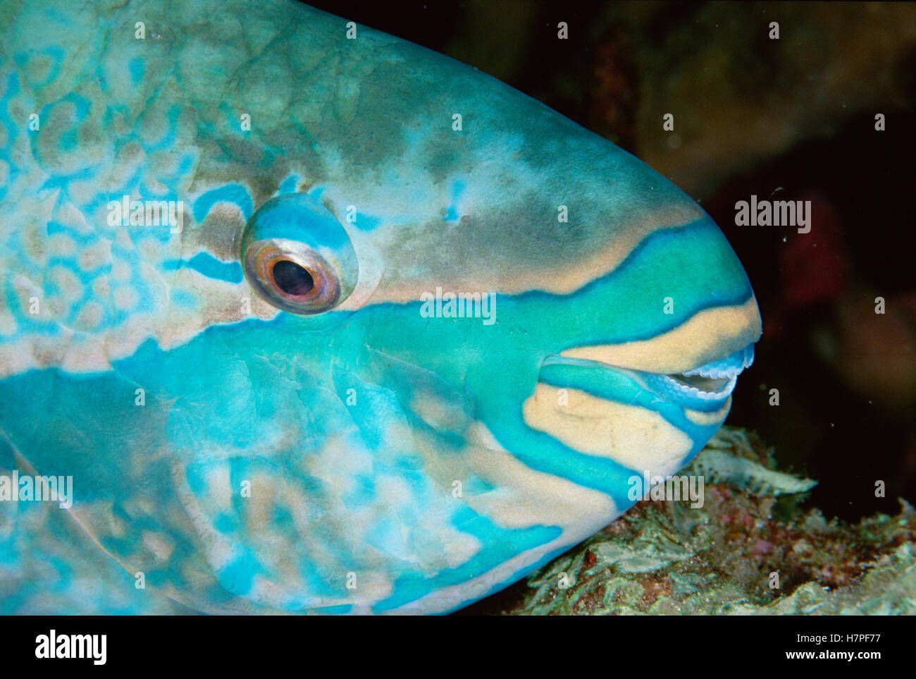 Blue-barred Parrotfish (Scarus ghobban) male sleeping on the reef at ...