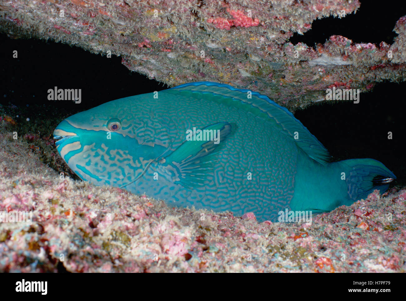 Blue-barred Parrotfish (Scarus ghobban) male sleeping on the reef at ...
