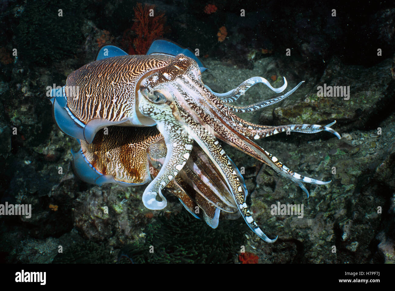 Pharaoh Cuttlefish (Sepia pharaonis) male hanging over a female he has ...