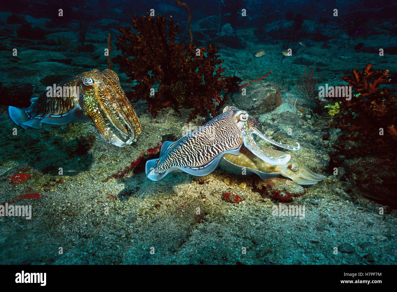 Pharaoh Cuttlefish (Sepia pharaonis) male hanging over a female he has ...