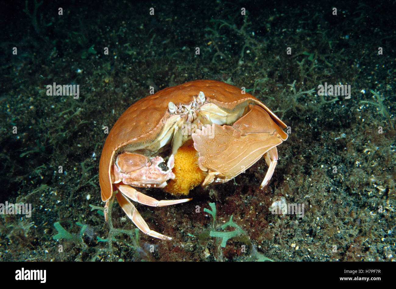Giant Box Crab (Calappa calappa) female carrying a large clutch of ...