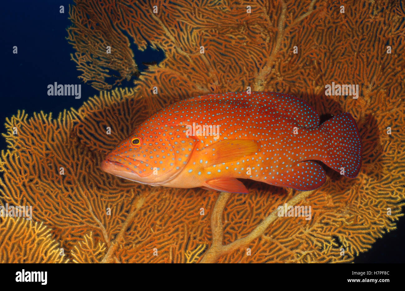 Coral Grouper (Cephalopholis miniata), Andaman Sea, Thailand Stock ...