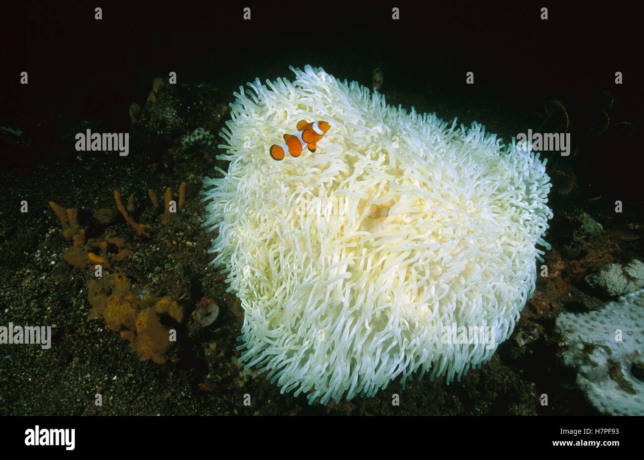 Magnificent Sea Anemone (Heteractis magnifica) exhibiting total ...