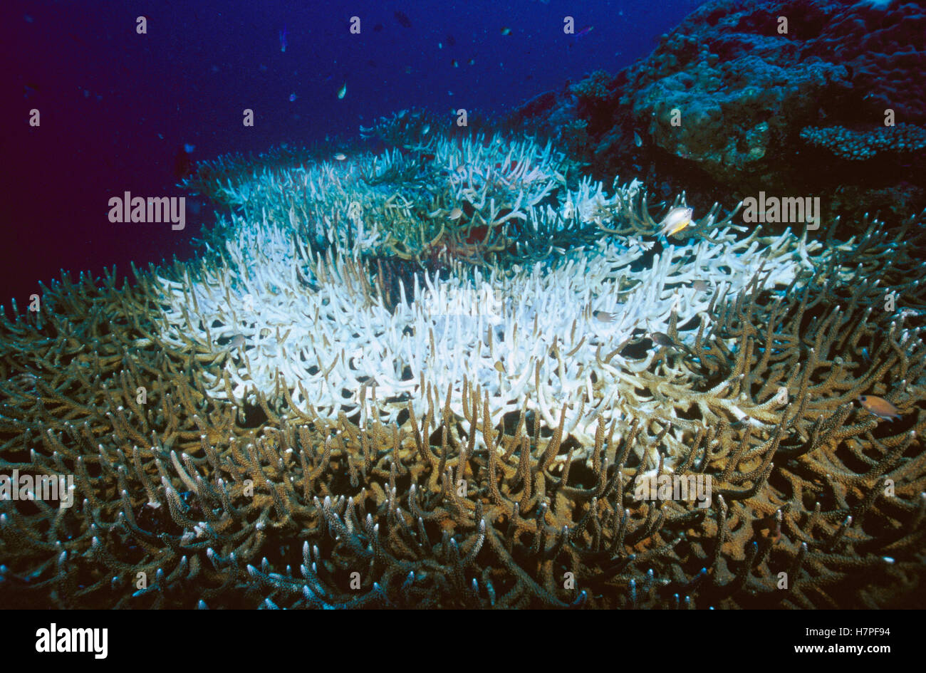 Staghorn Coral (Acropora cervicornis) colony with an extensive bleached ...