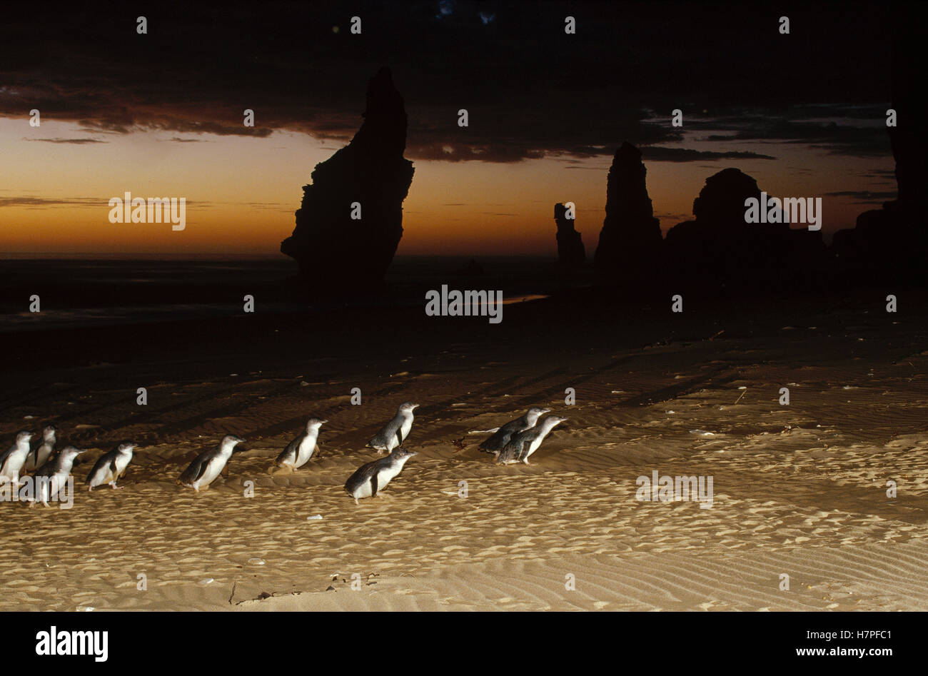 Little Blue Penguin (Eudyptula minor) also known as Fairy Penguin ...