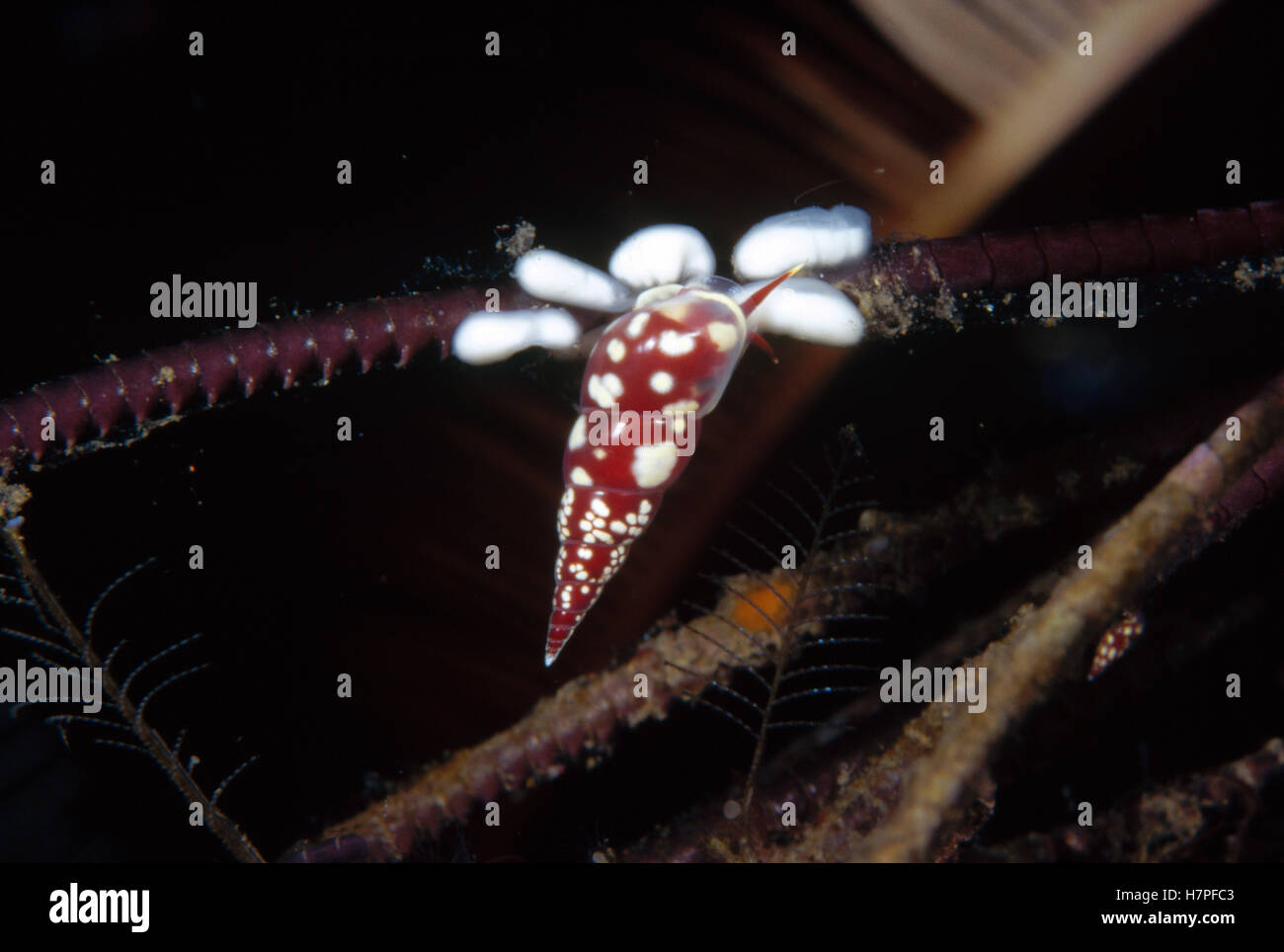 Snail (Annulobalcis sp) laying eggs on a cirri of its Crinoid host ...
