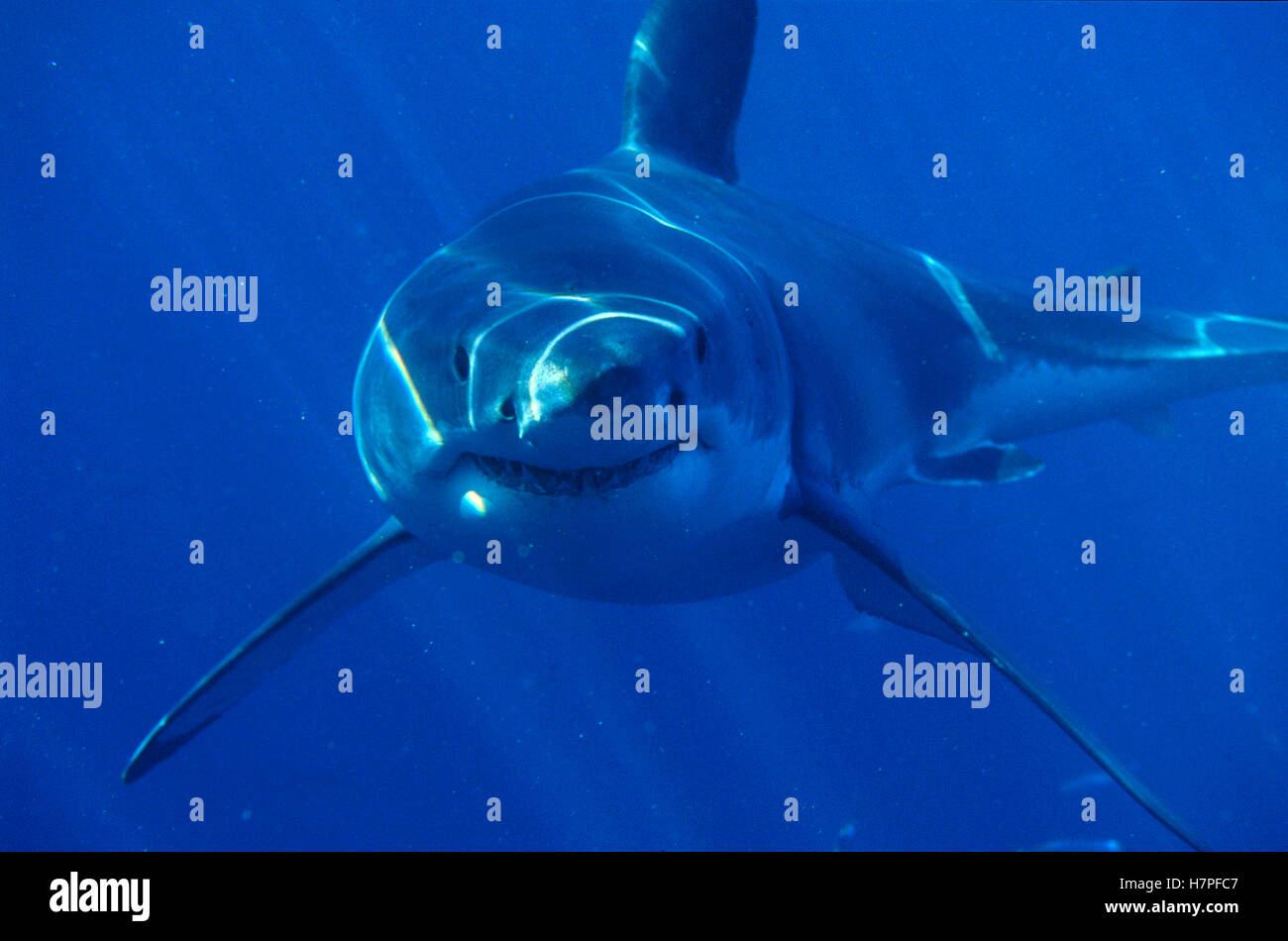 Great White Shark (Carcharodon carcharias) underwater portrait, front ...