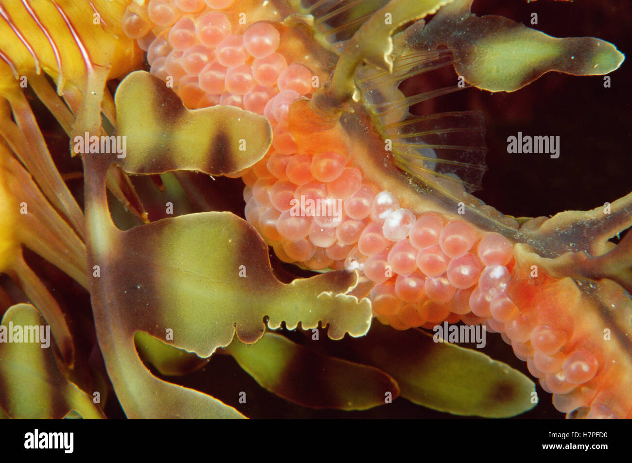 Leafy Sea Dragon (Phycodurus eques) eggs, freshly laid on the tail of a ...