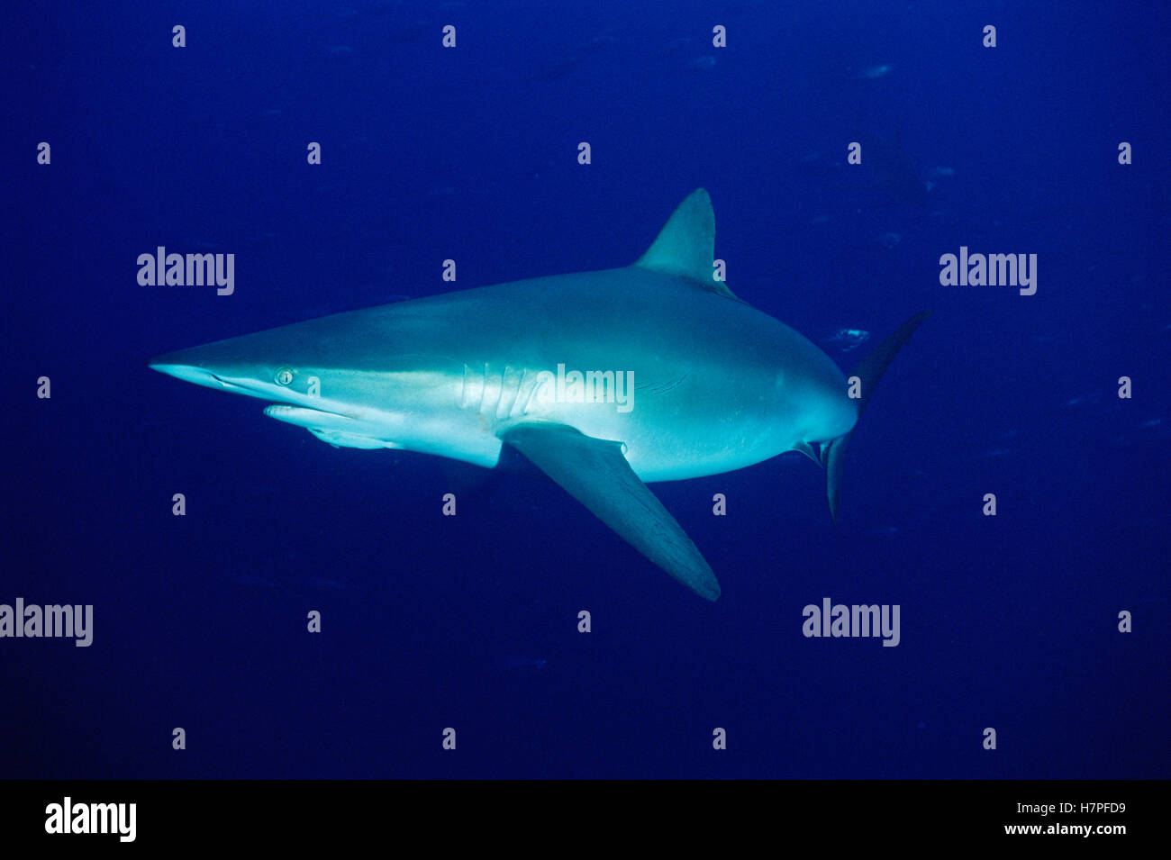 Silky Shark (Carcharhinus falciformis) with remora, Cocos Island, Costa ...