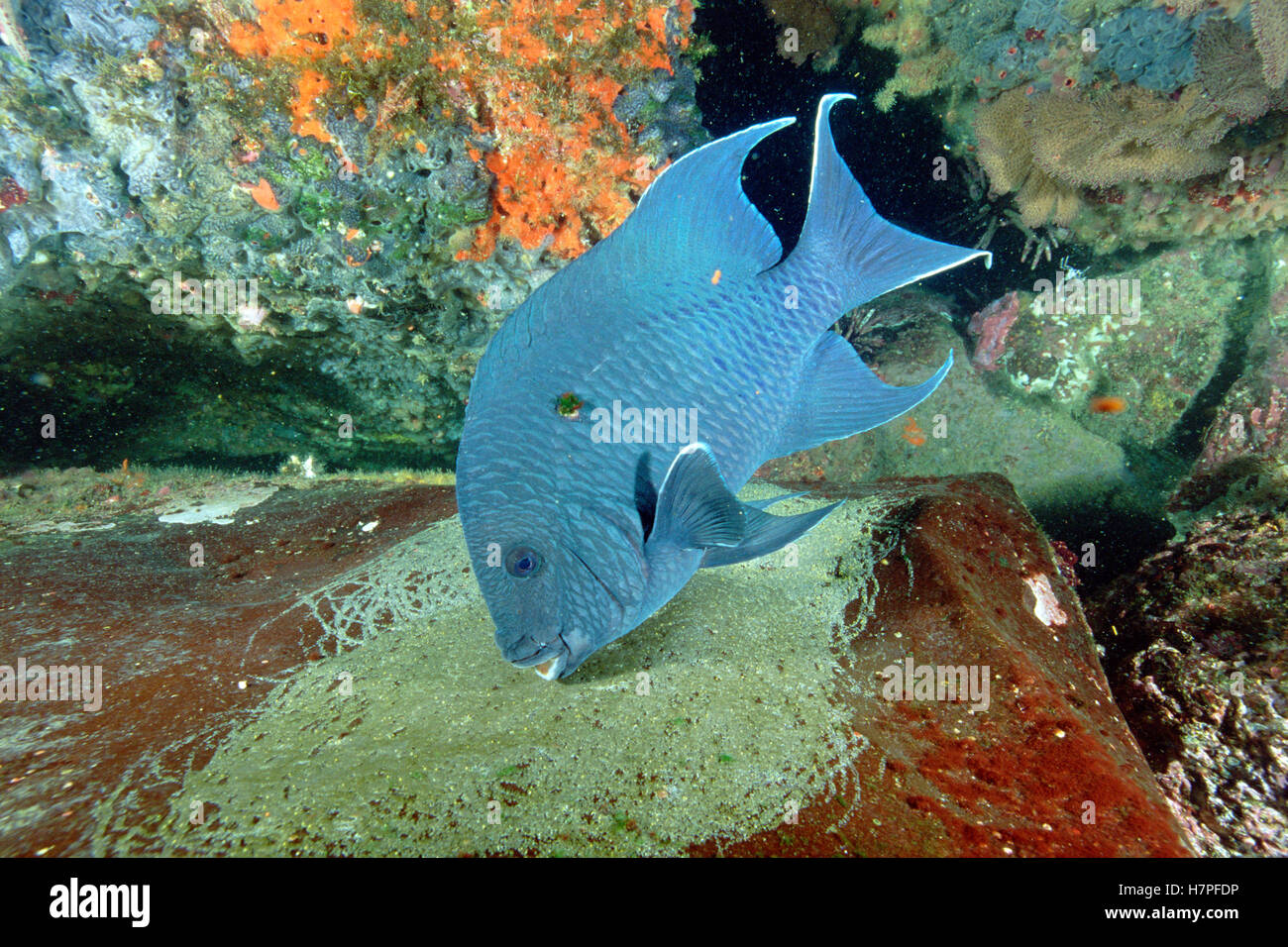 Giant Damselfish (Microspathodon dorsalis) male guarding eggs laid on a ...
